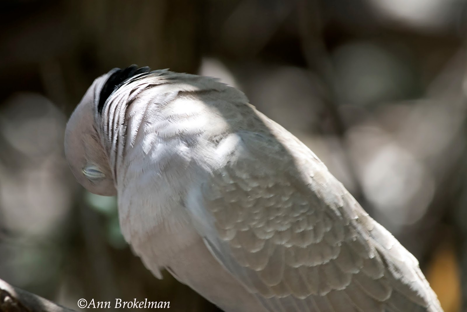Ann Brokelman Photography: Collared Dove - Florida