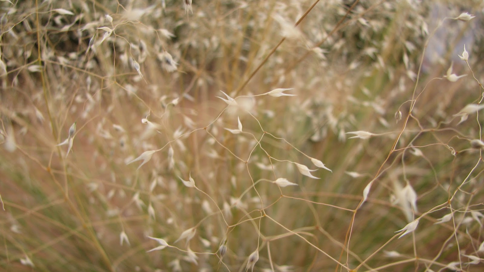 What's Growing in Colorado : The Grass of the Field