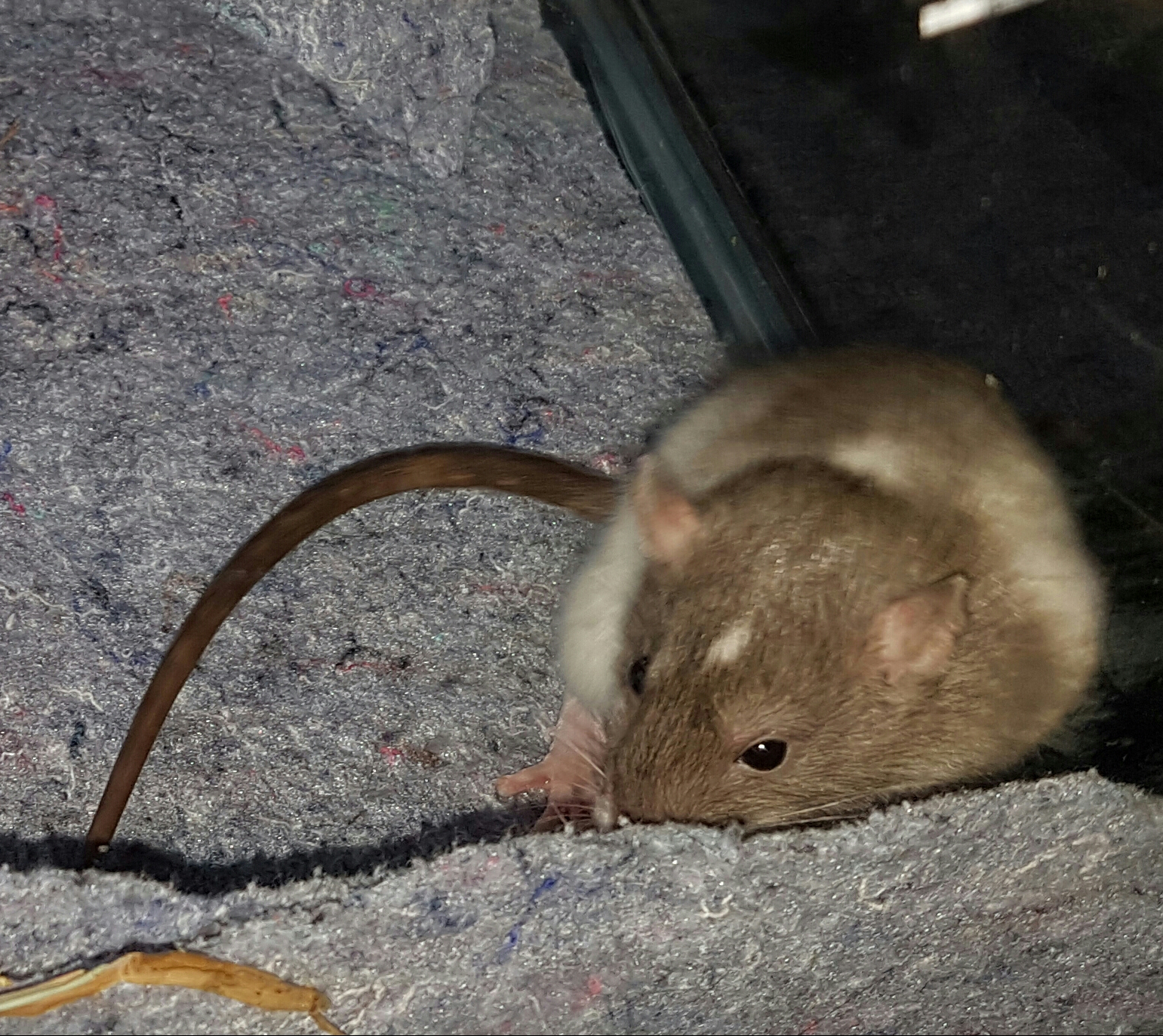 Happy Tails - Worcester Foster Rats