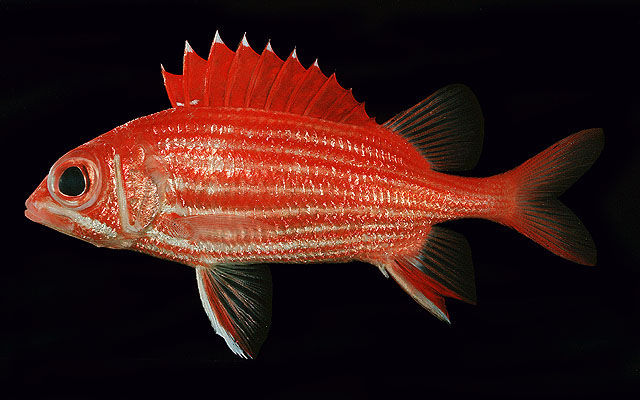 Poked by fish spine in florida $#*% - NASIOC