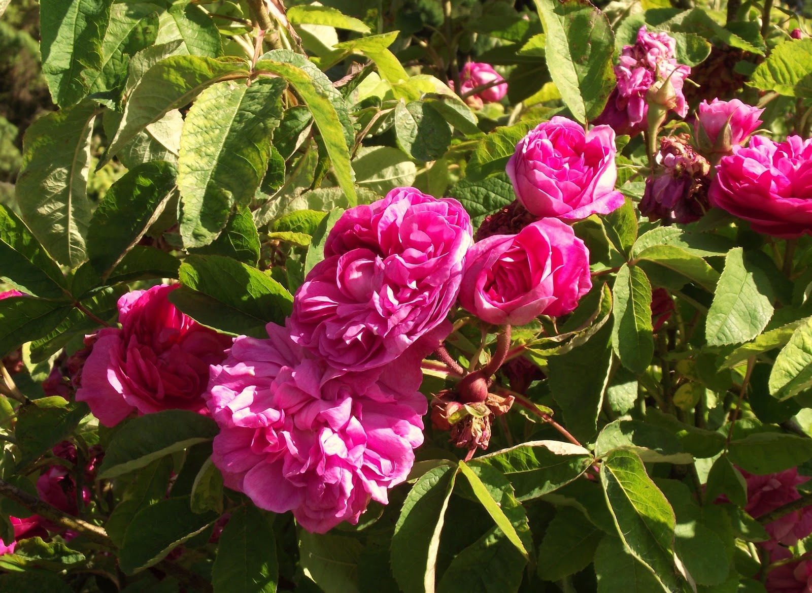 Promesse de roses: Rose du roi