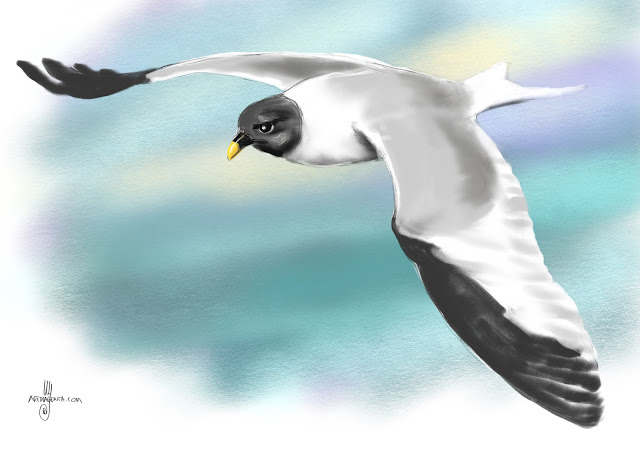 Birds: Gulls