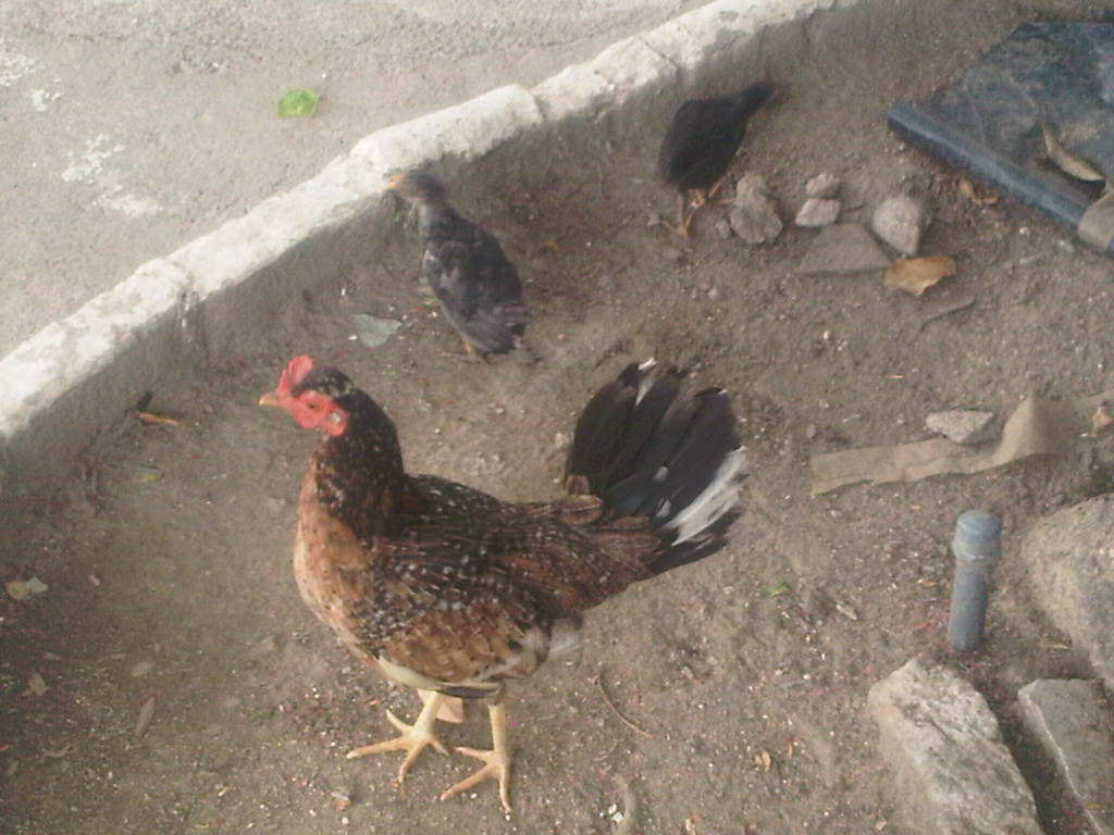 gallos finos 1200c40: pie de cria de mi amigo carlos jimenez