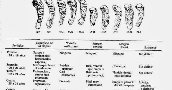 Antropología Fisica y Paleoantropología: Determinación de la edad de un ...