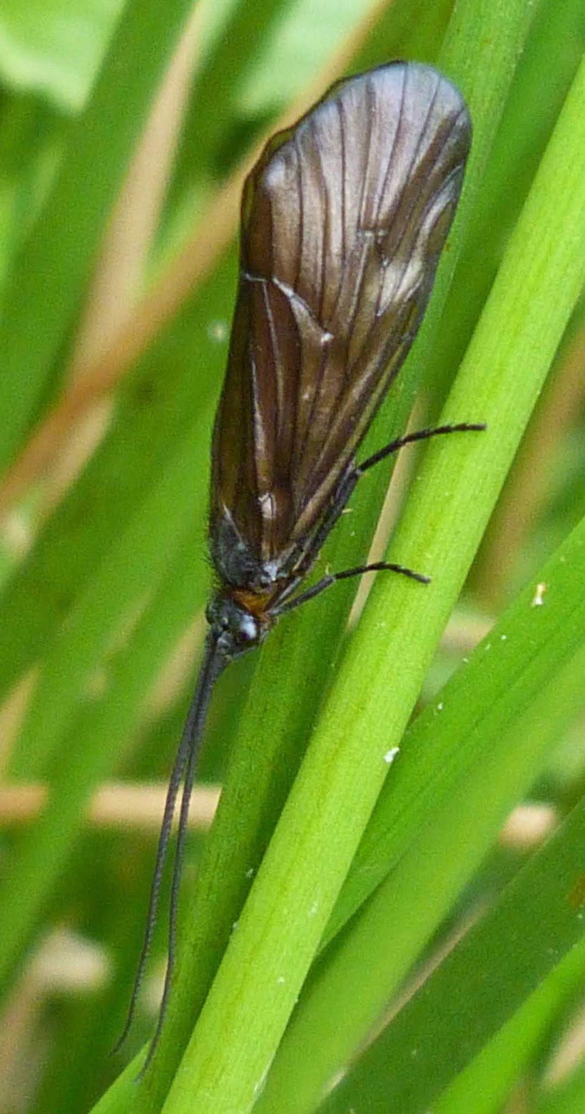Insects of Scotland: Caddisflies