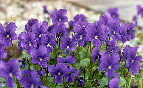 SECTIA IMPRUMUT CARTE PENTRU COPII: MINUNATELE LEGENDE ALE FLORILOR DE ...