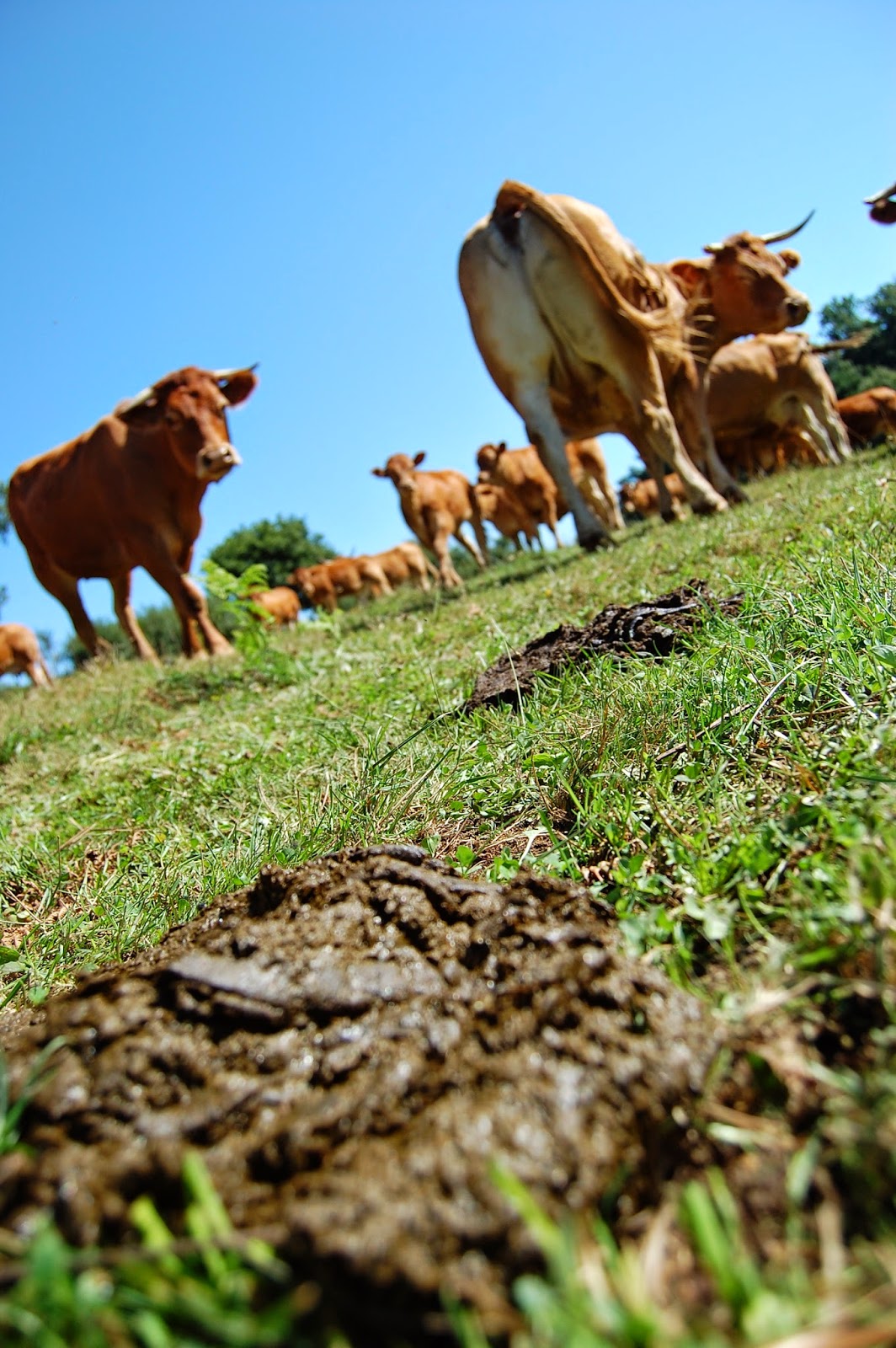 les animaux de marc giraud: Dites-le avec des bouses