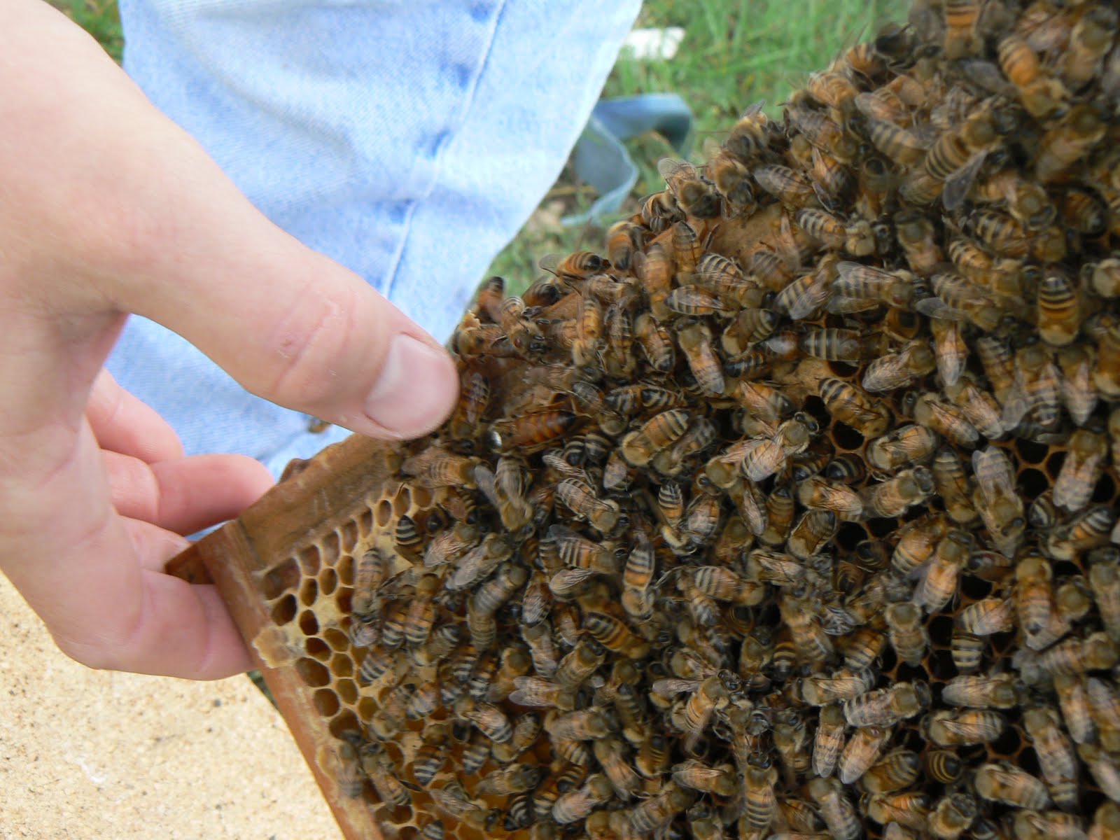 Lehmann Beekeeping and Apiary