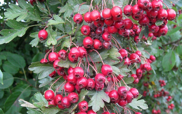 Upoznajte glog i njegovu ljekovitu moć – Biljna Ljekarna