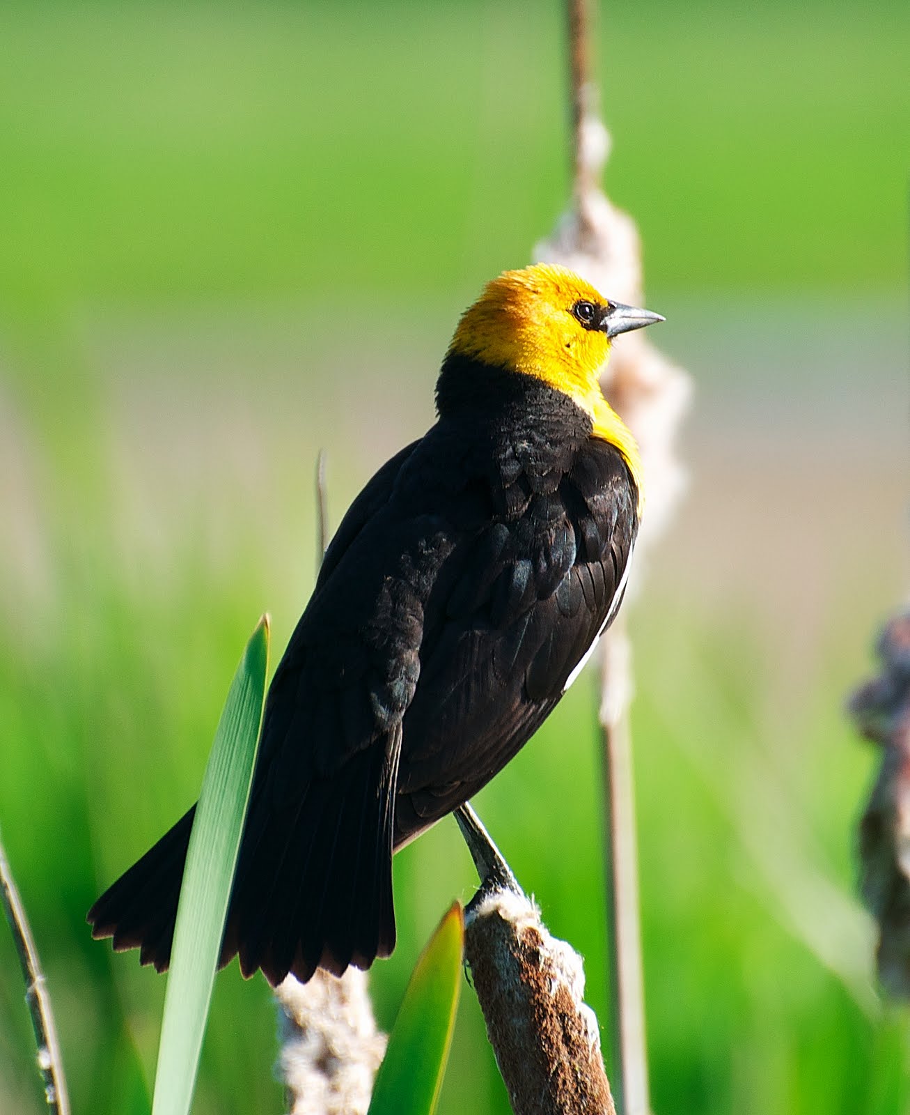NW Bird Blog: Yellow-headed Blackbird