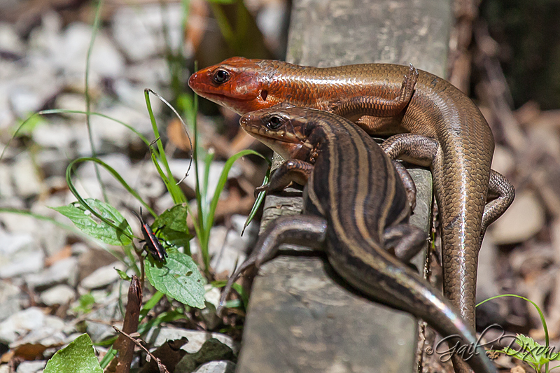 Louisiana Belle: Afternoon at the Swamp