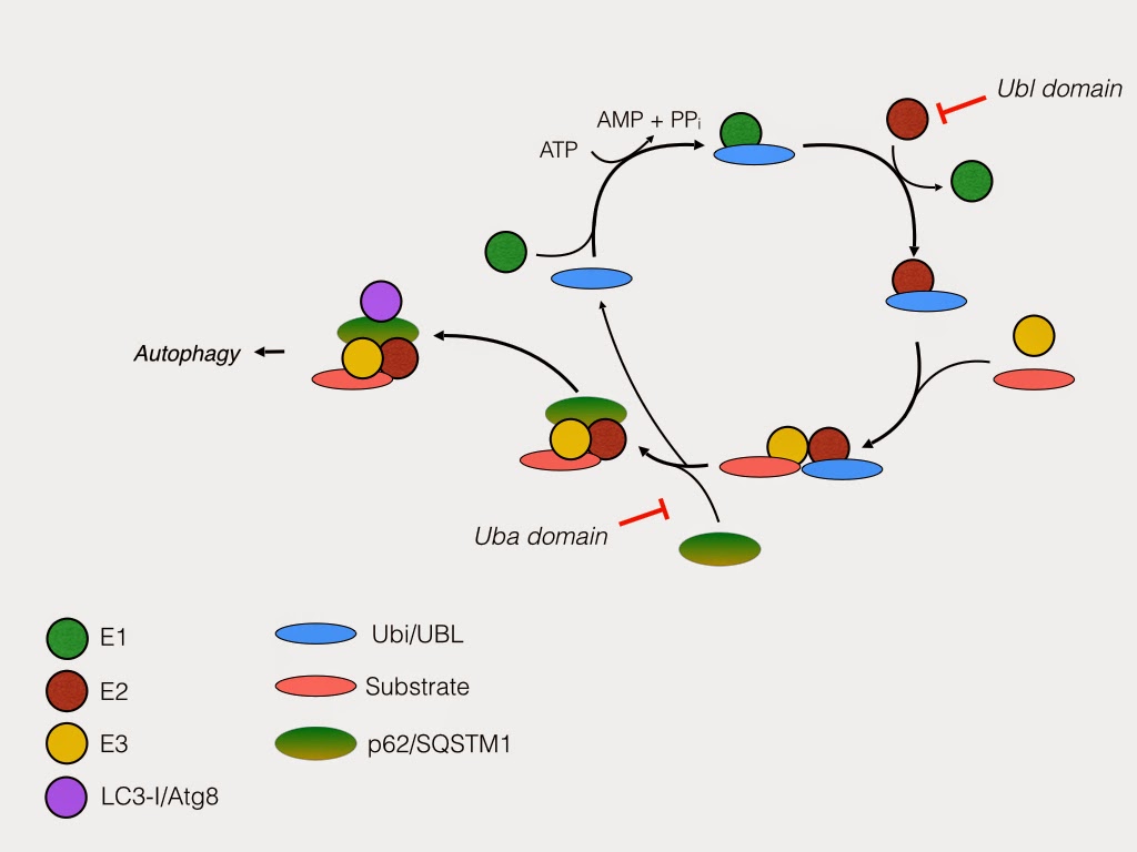 Virology tidbits: August 2014