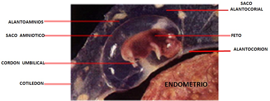 MANUAL DE REPRODUCCION BOVINA: EMBRIOLOGIA