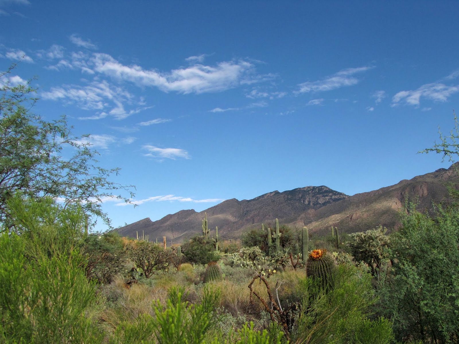 Pleasant weather | Desert Colors
