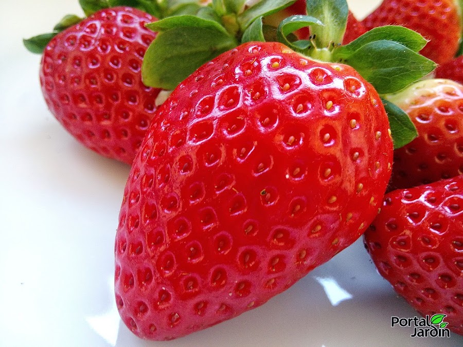 Las fresas: cuidados, propiedades y receta | Plantas