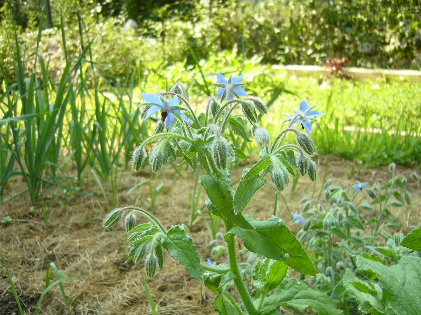 Longhaul Farm: Recipe with borage