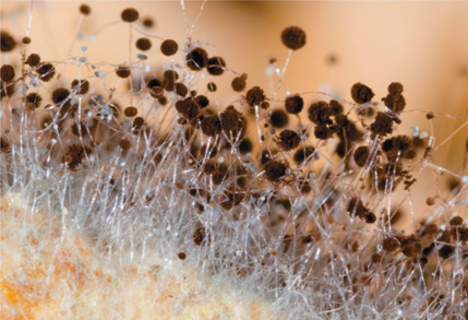 FILOS FUNGI ~ Nós e os Seres Vivos