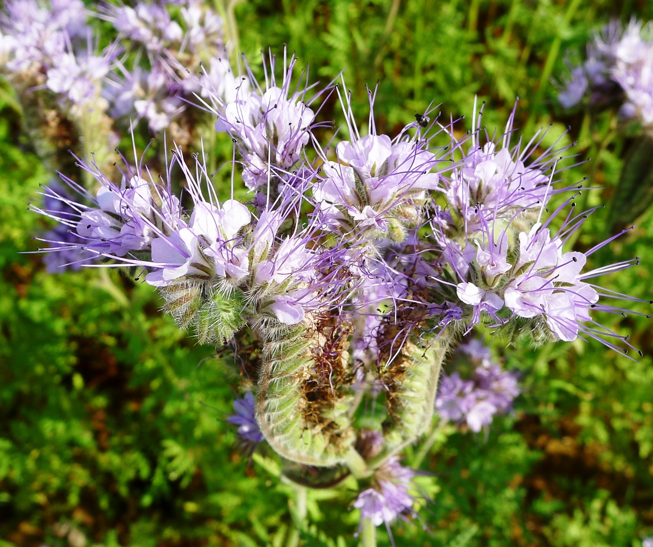 Z Przyrodą za Pan Brat: Facelia błękitna (Phacelia tanacetifolia)