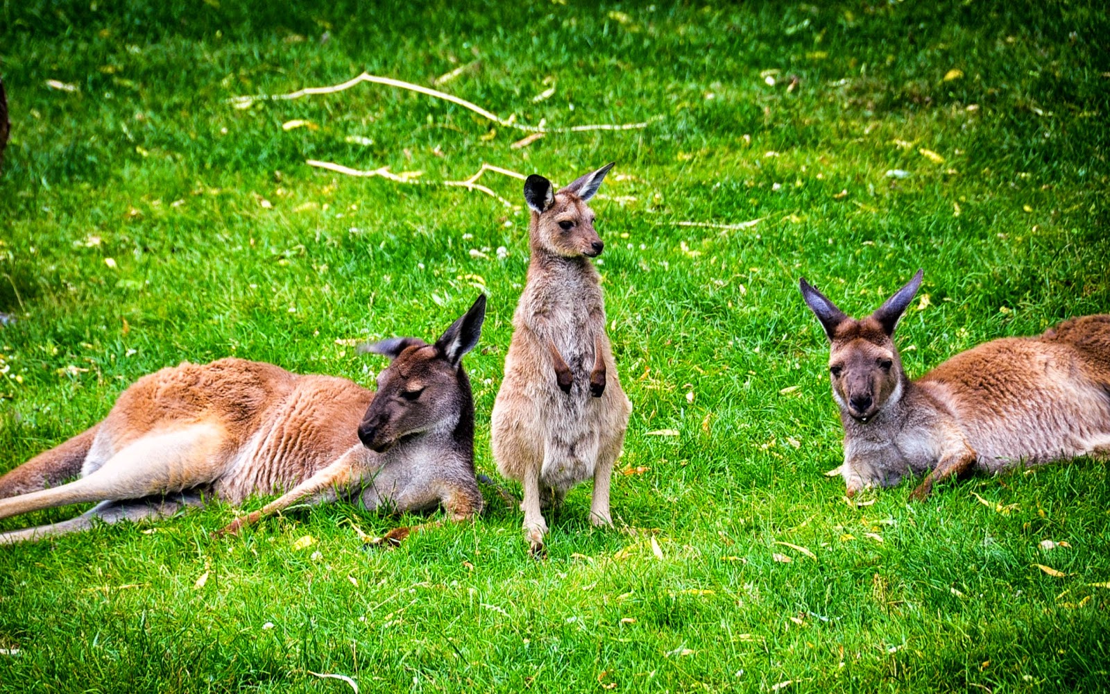 Kangaroo - HD Wallpapers | Earth Blog