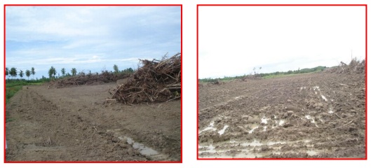 PALM OIL ATAU KELAPA SAWIT: PEMBUKAAN LAHAN BARU KELAPA SAWIT