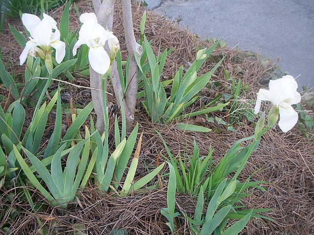 The Uptown Acorn: #tbt {My Early Spring Yard: ATL-style}