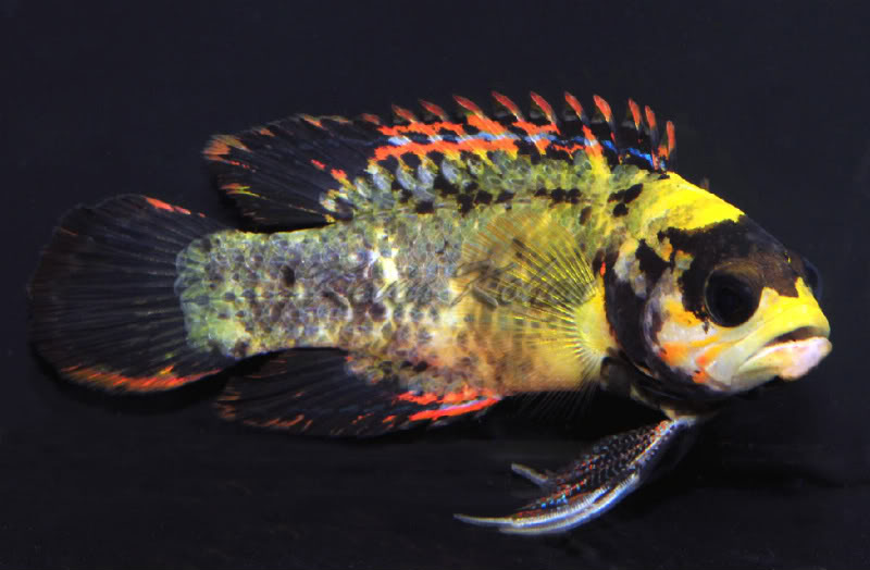 Porque O Peixe Betta Abre As Guelras - EDUCA