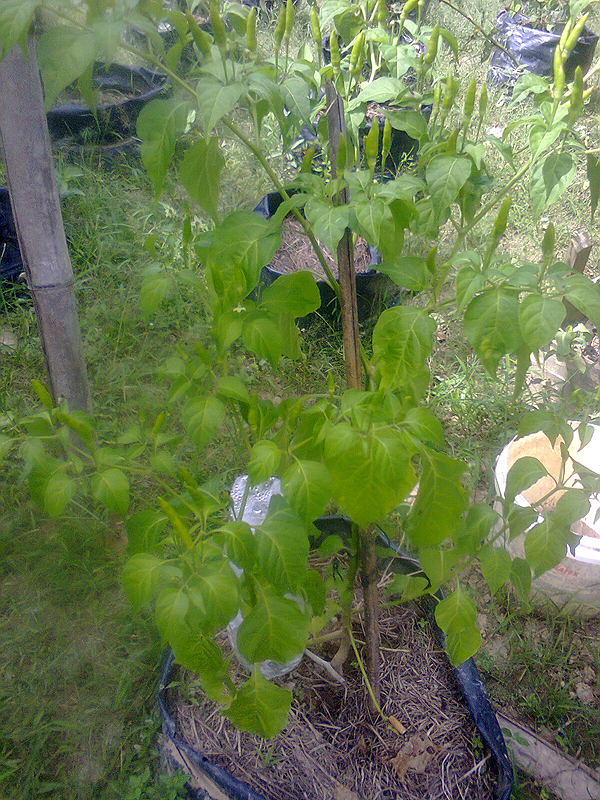 blog tanaman cili : Cili padi centil