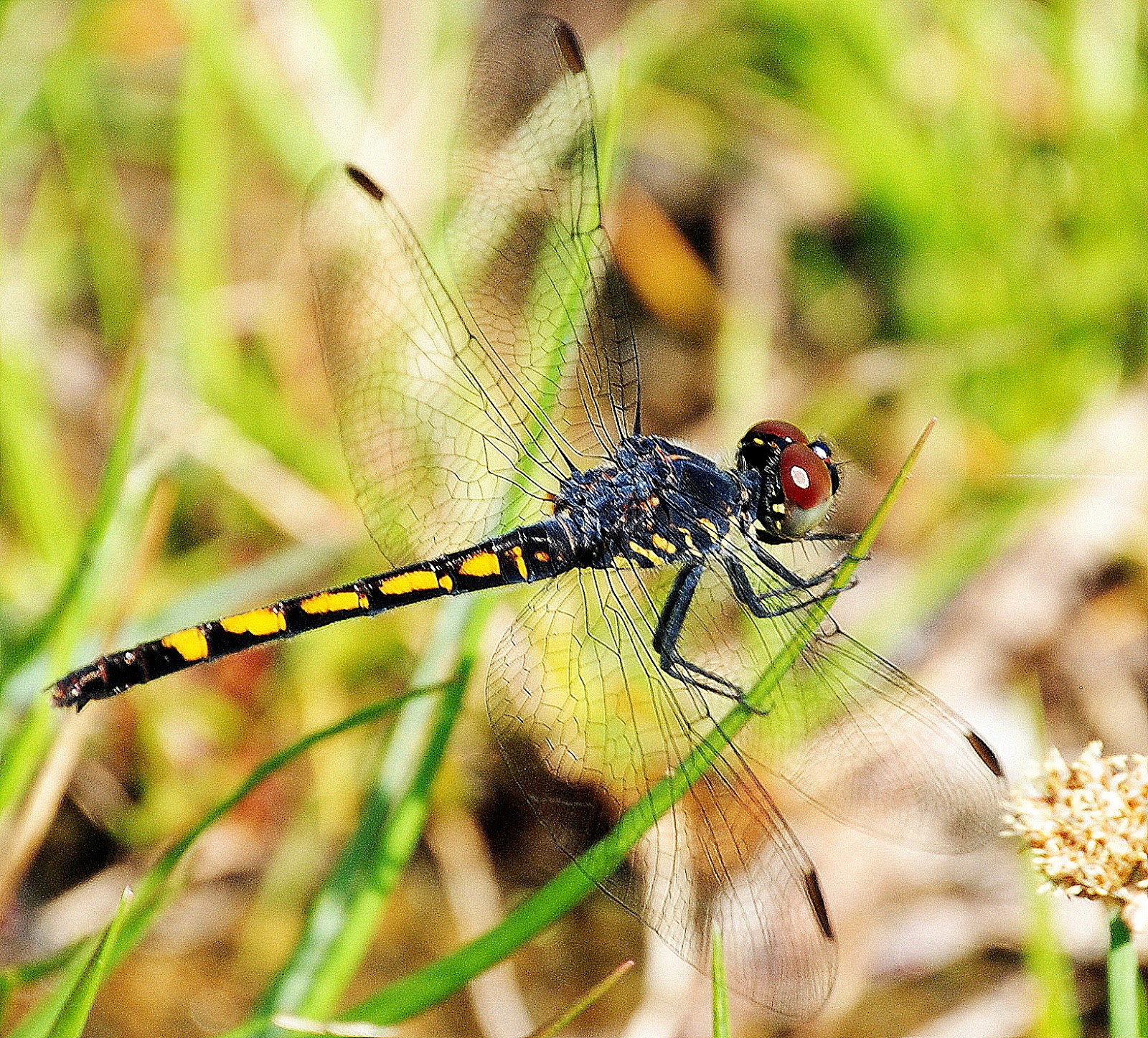 Field Notes and Photos: Seaside Dragonlet (Erythrodiplax berenice)