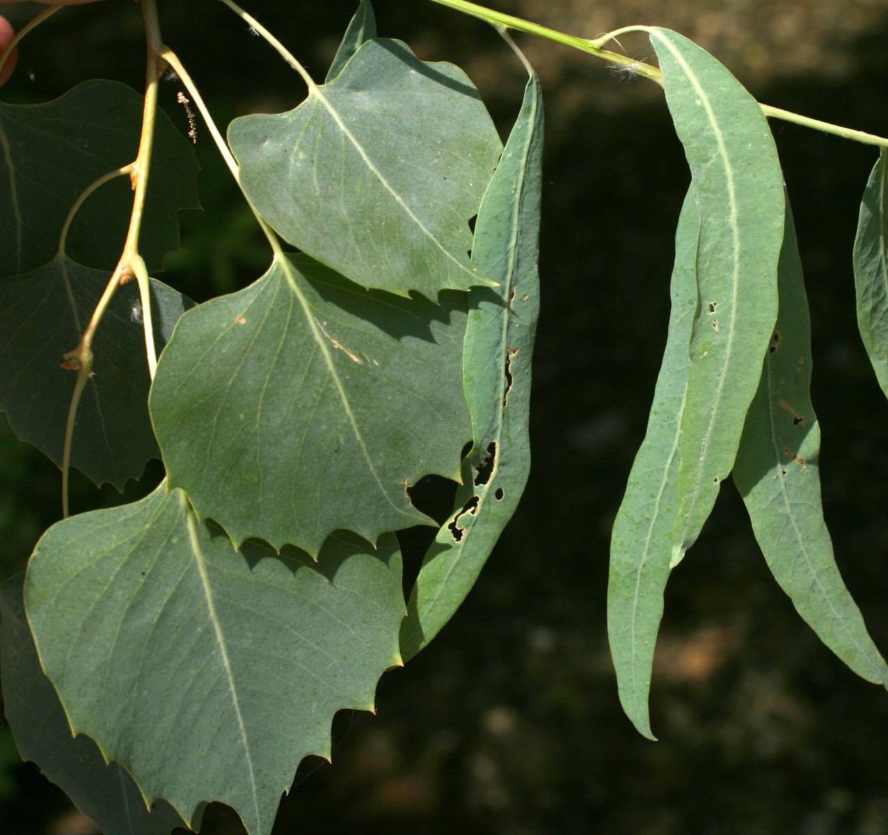 VIZCAYADO: POPULUS EUPHRATICA: UN ÁLAMO ALÓCTONO EN LA PENÍNSULA IBÉRICA