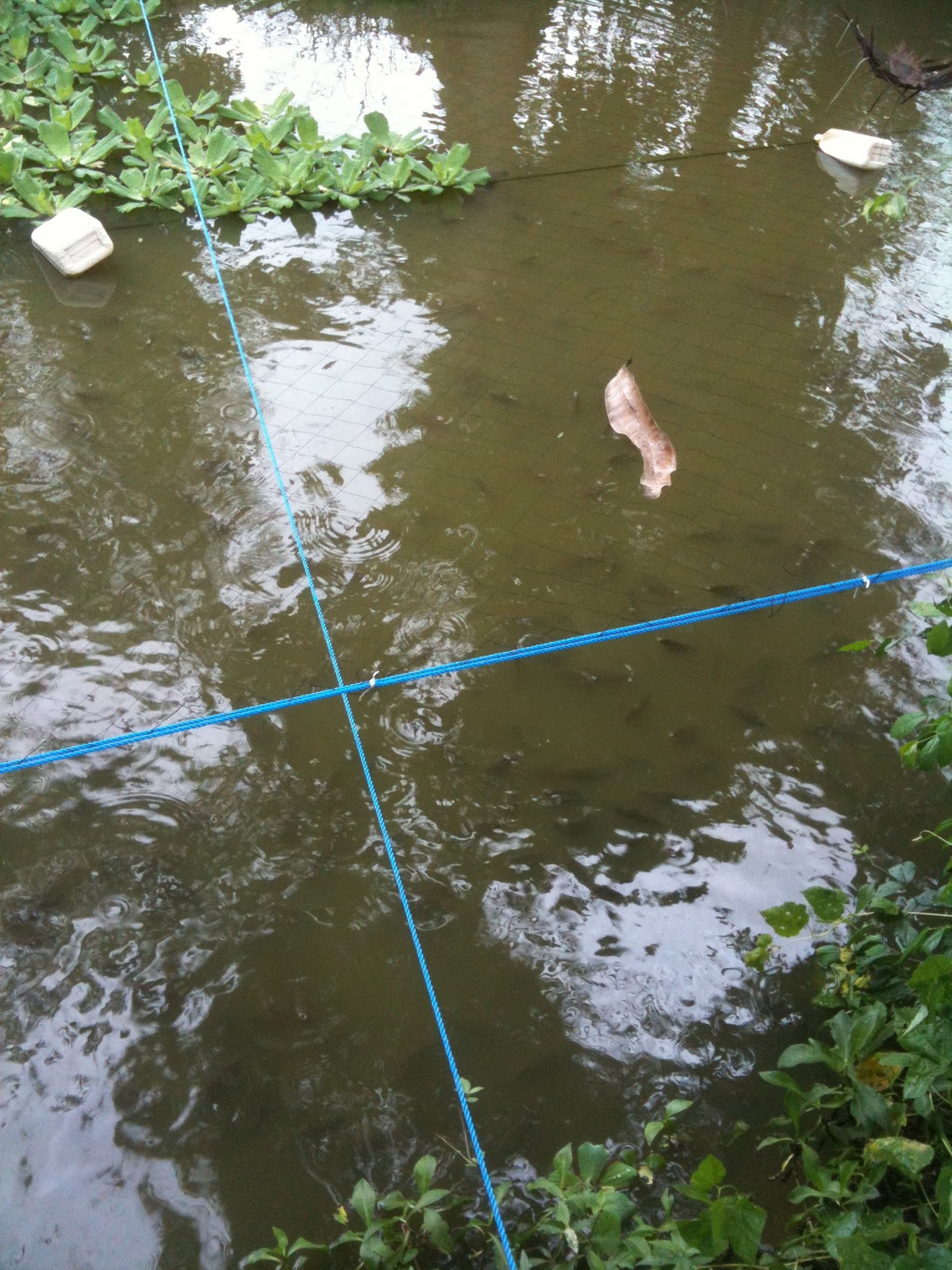 ---Swiftlets-Zone.Blogspot.Com----: Pertanian Itu Perniagaan : Ikan ...