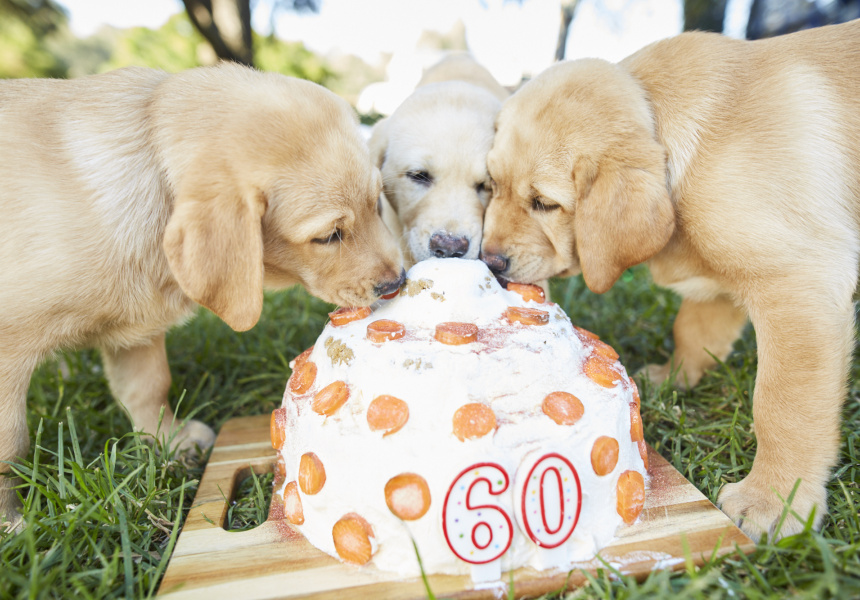 Guide Dogs VIC celebrates 60th Birthday | Australian Dog Lover