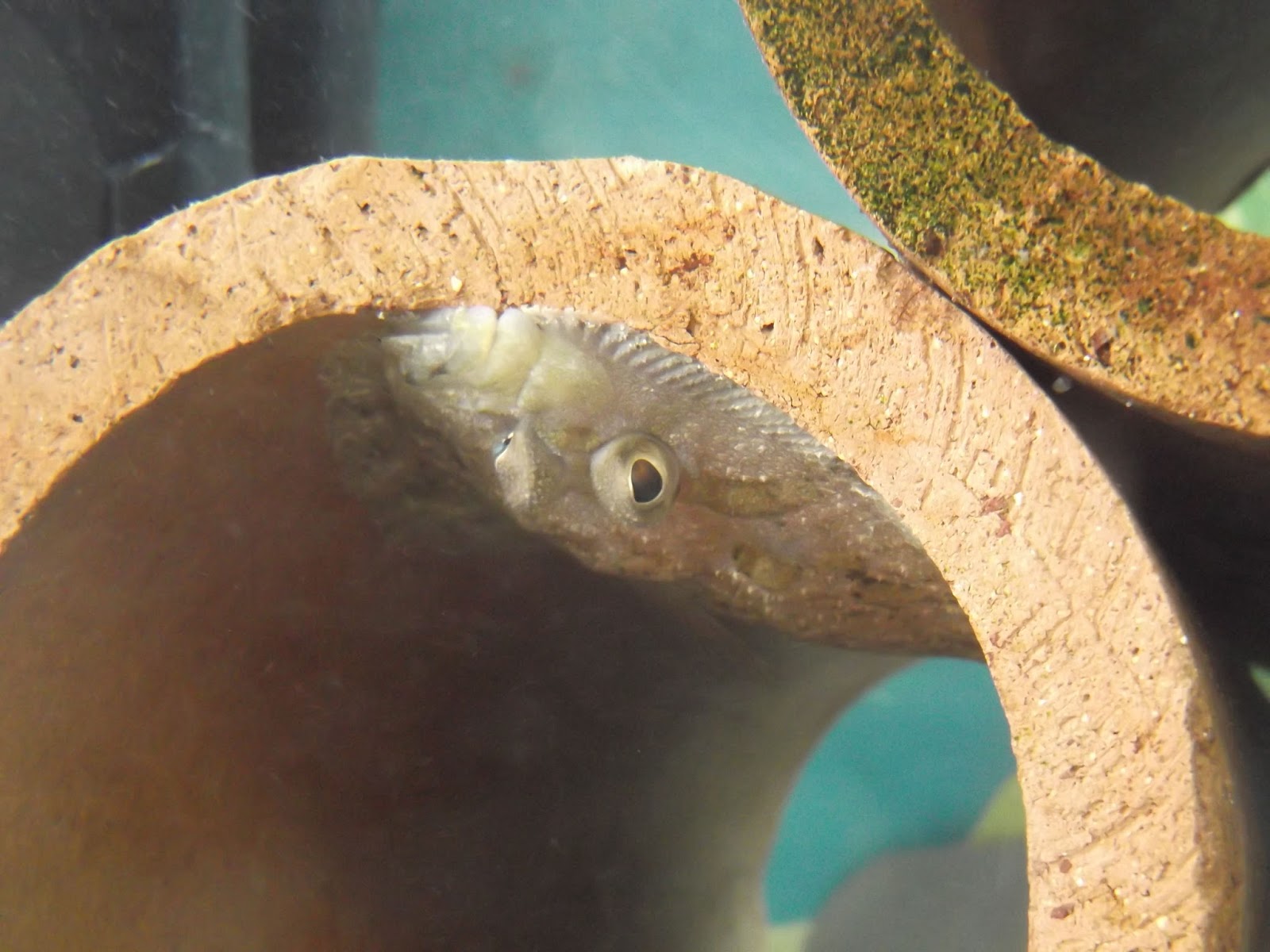 Islay Natural History Trust: Our Topknot flat fish
