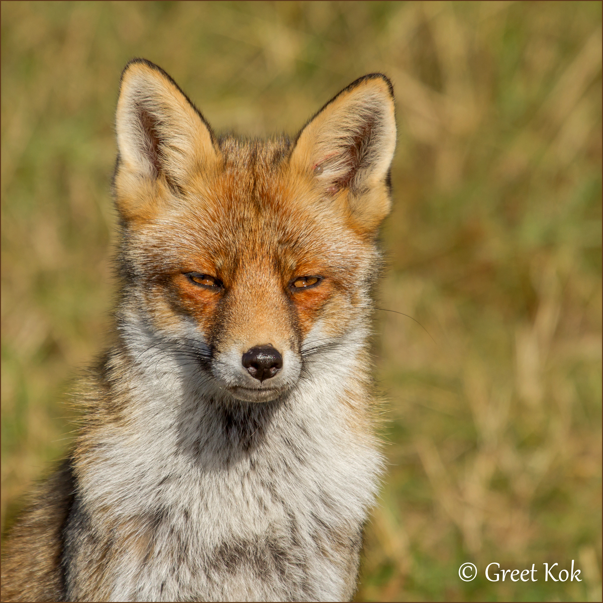 Foto`s van Greet: Pestvogel en Vossen