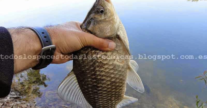 ¿Qué carpines pescamos? - Spanish crucian carps - Todos los peces ...