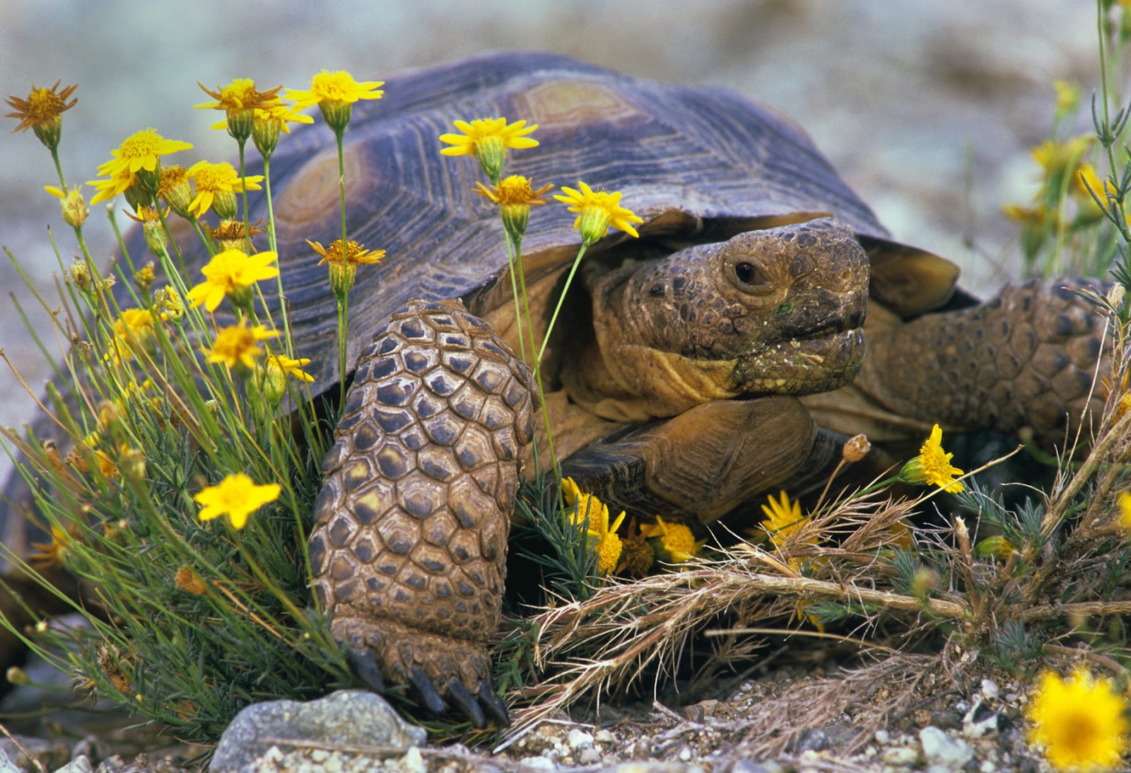 All About Animal Wildlife: Tortoise Images and Information