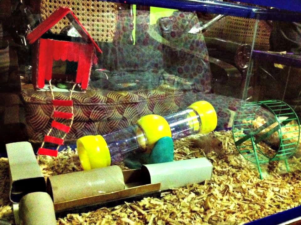 sanity...(fades): HAMLET, my adorable Syrian hamster