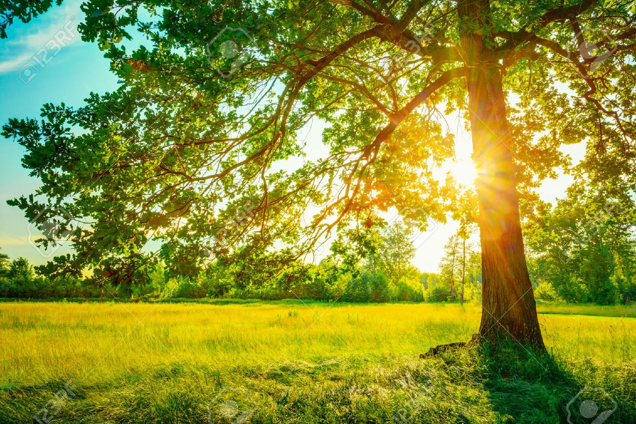 LAS CUATRO ESTACIONES DEL AÑO