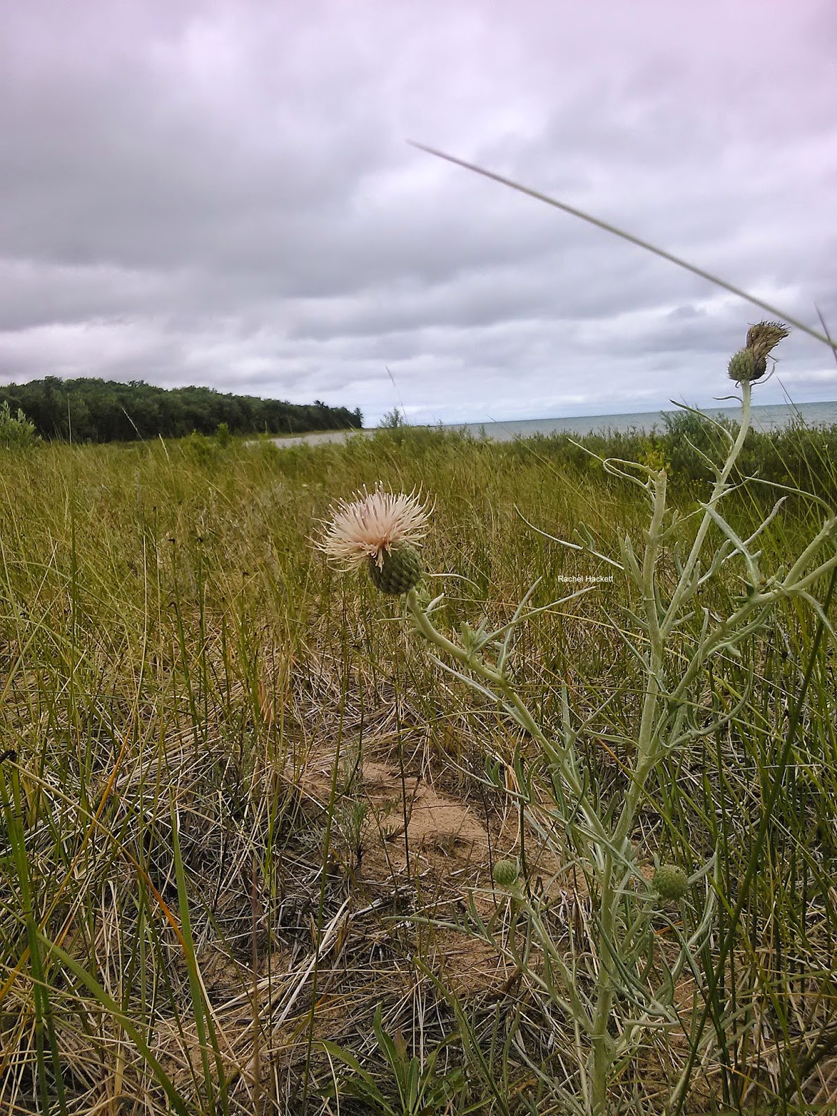 CMC Herbarium - Central Michigan University