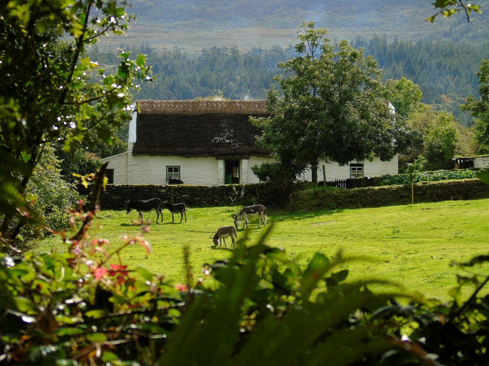 Muckross House Traditional Farms, Kerry | thriftylilpixie