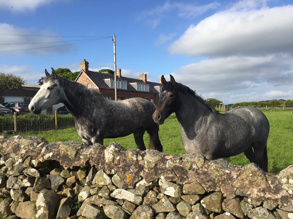 Chamfron Stud : Siblings!