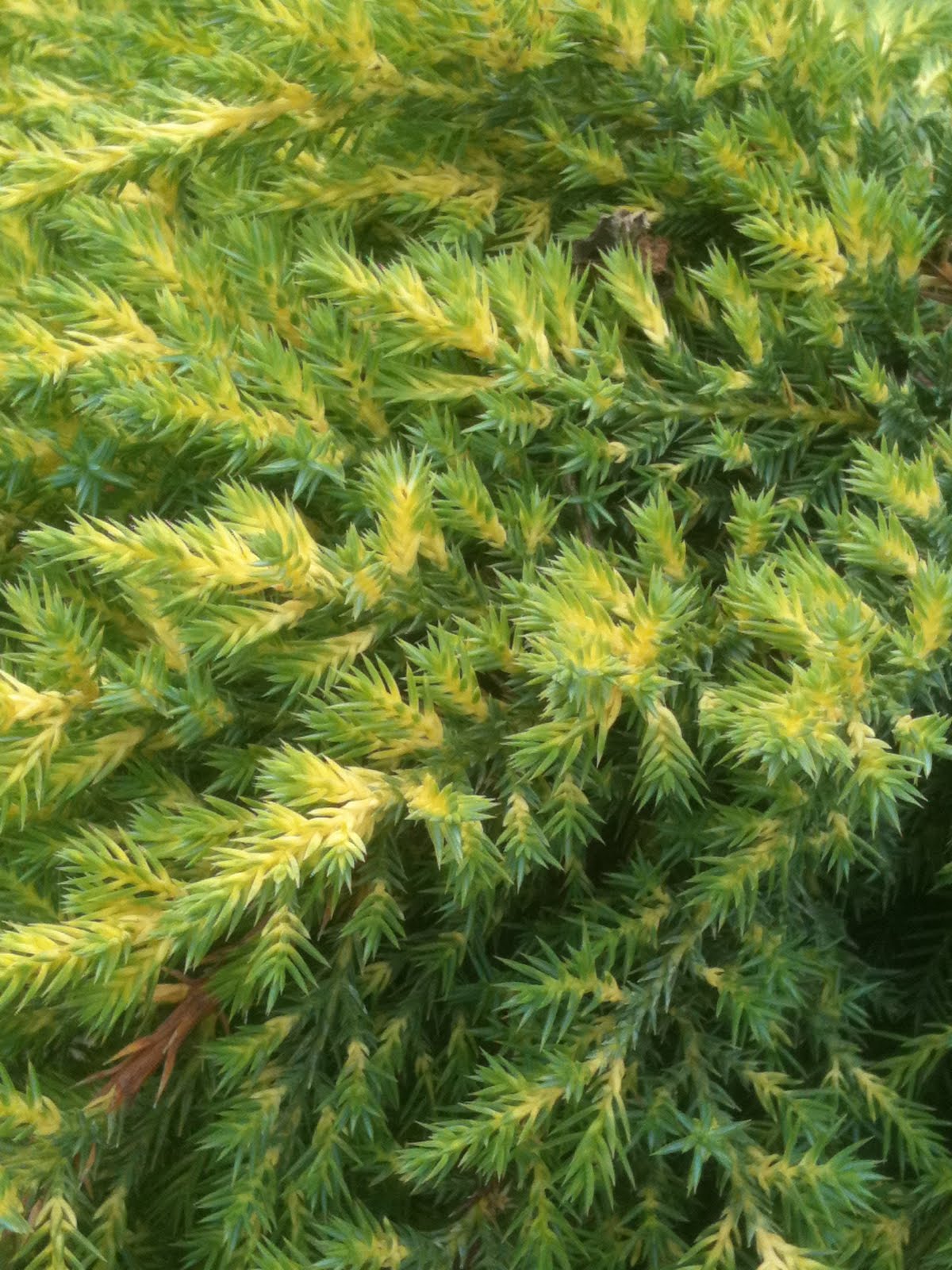 Fertile On Diversey: 'Daub's Frosted' Juniper