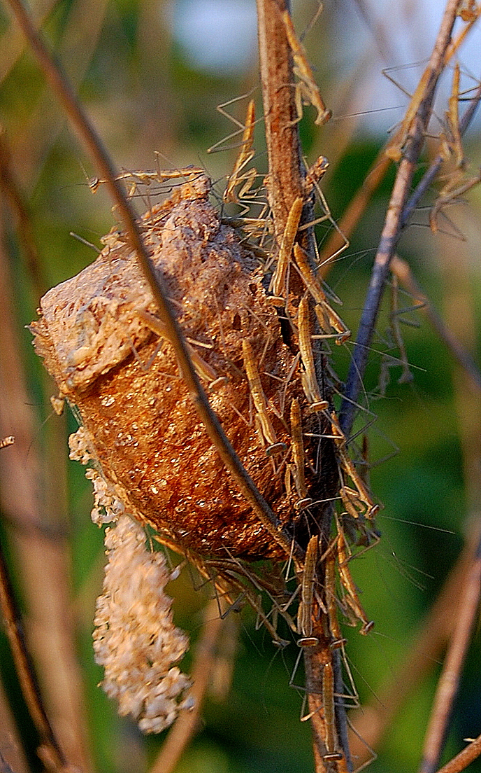 Crosswinds Farm: Weird stuff. Weirder stuff than my usual weird stuff.