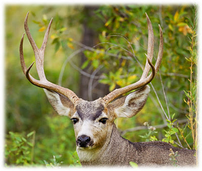 Stifyn Emrys: Hunting for a Reason to Kill Bambi