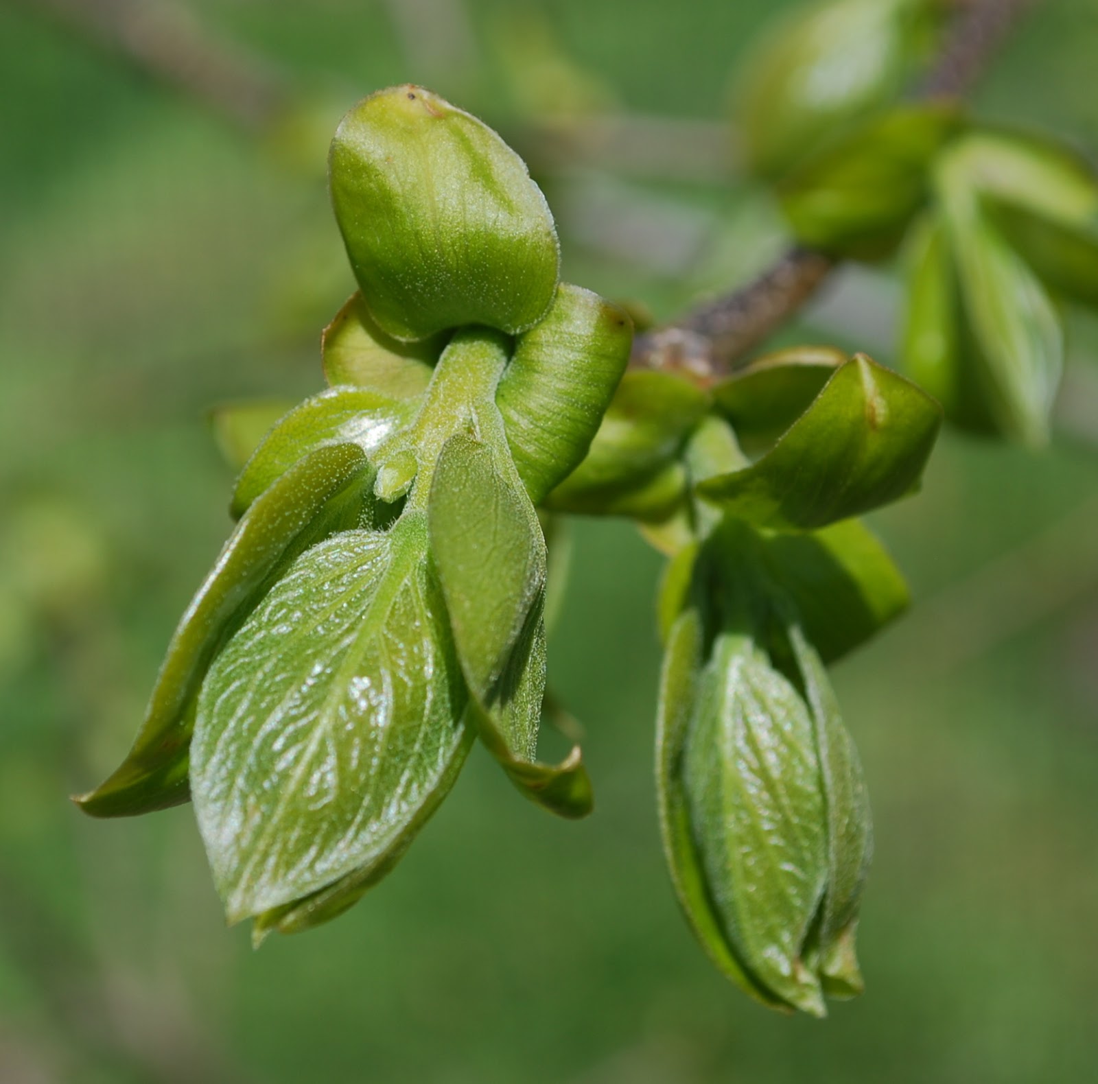 Daniel's Pacific NW Garden: Persimmons about to bloom. 5.8.17
