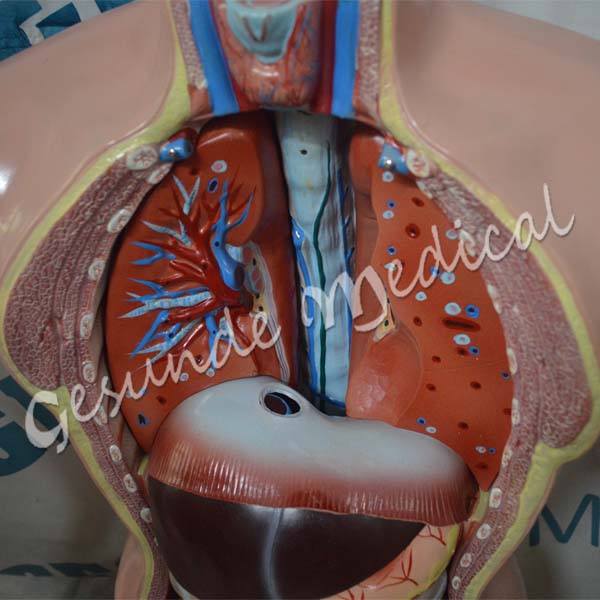 Torso Anatomi Organ Tubuh Pria - Toko Medis Jual Alat Kesehatan