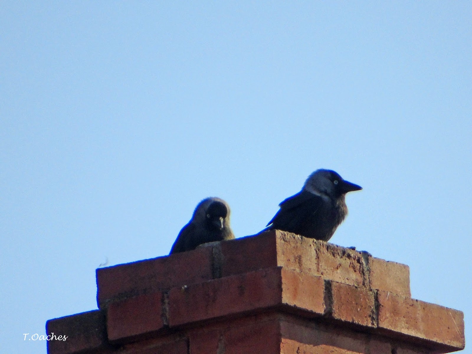 PASARI DIN ROMANIA: STANCUTA, Corvus monedula