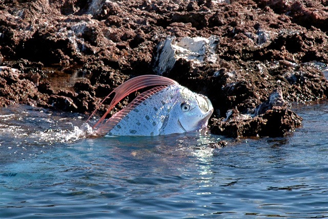 Real Monstrosities: King of Herrings