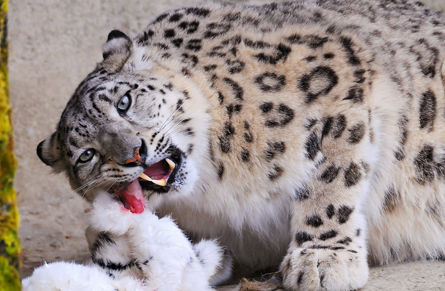 Snow Leopard | The Biggest Animals Kingdom