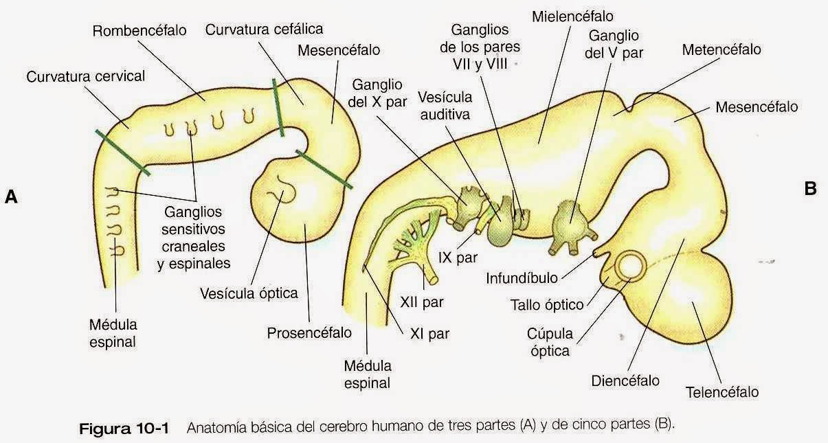 Neuropsicología: Embriología del sistema nerviso