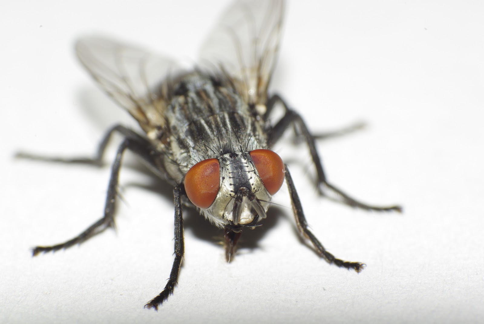 EL OJO DE SAUROOM: Macro de un moscón